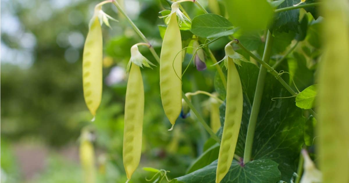 About Yellow Pea Protein - Byron Bay Labs